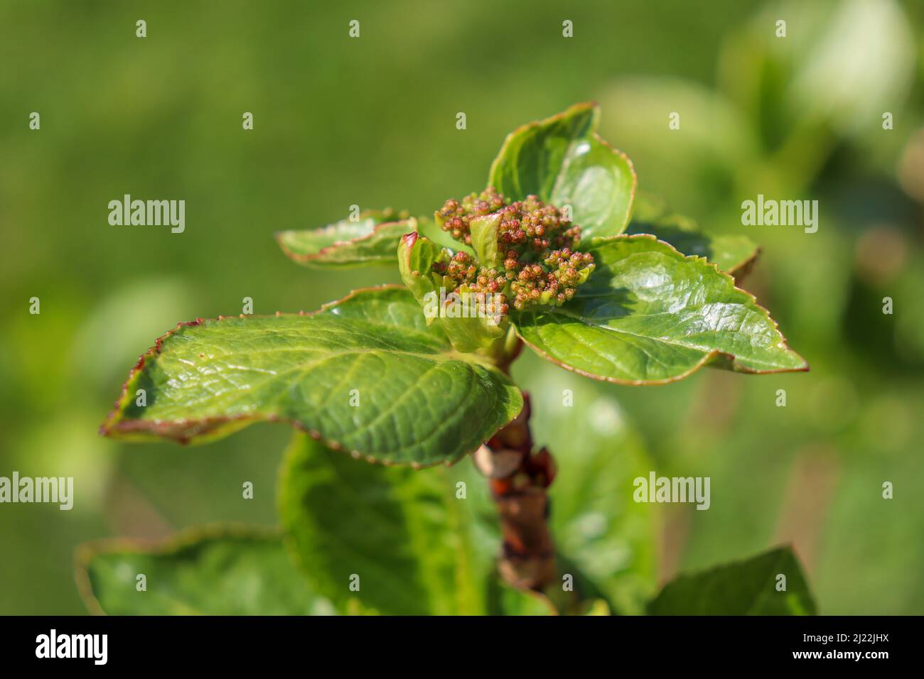 Flowering head forming on a Hydrangea Stock Photo - Alamy