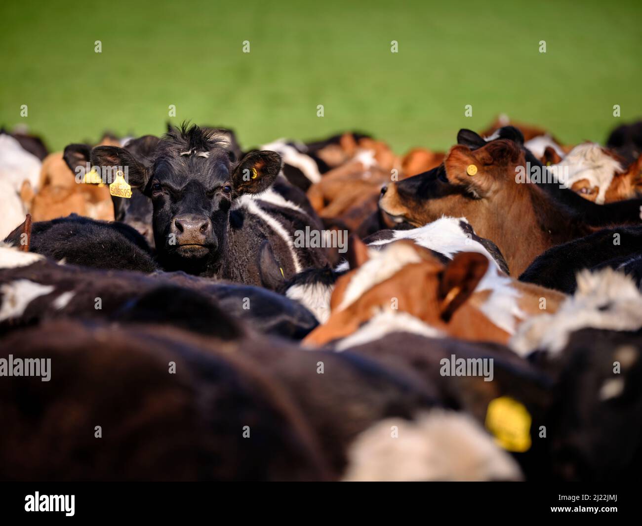 Cattle crush hi-res stock photography and images - Alamy