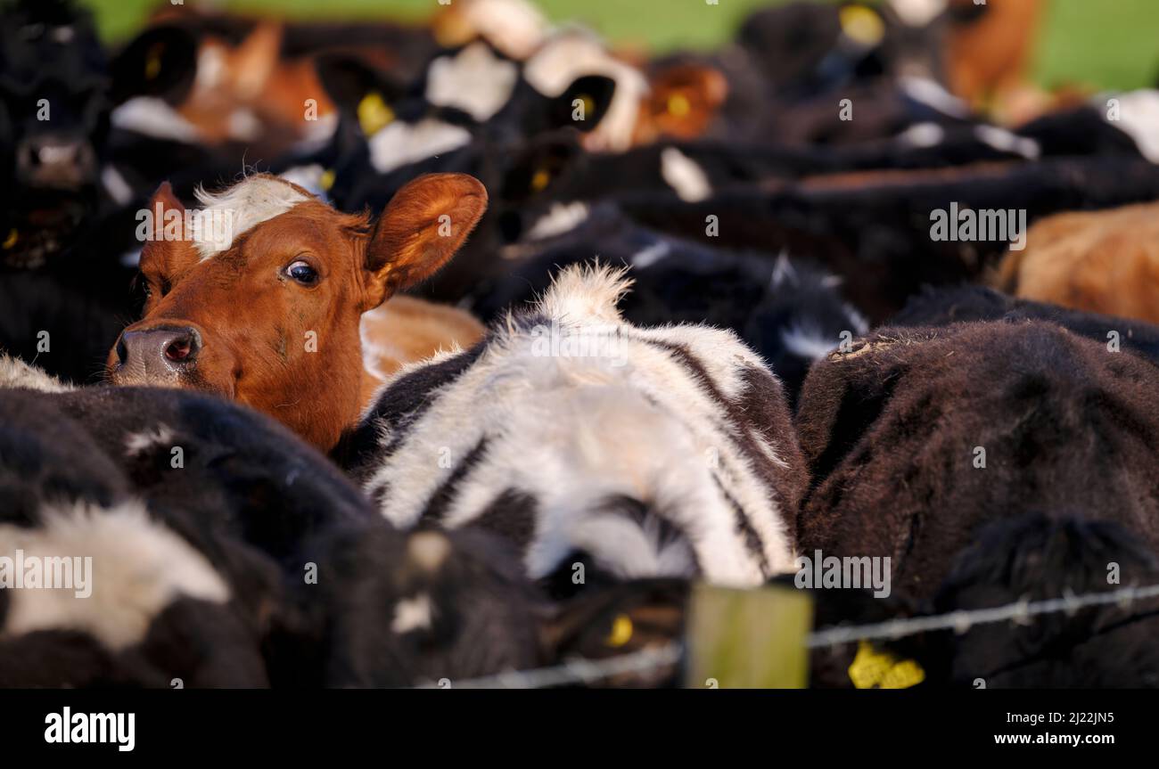Cattle crush hi-res stock photography and images - Alamy