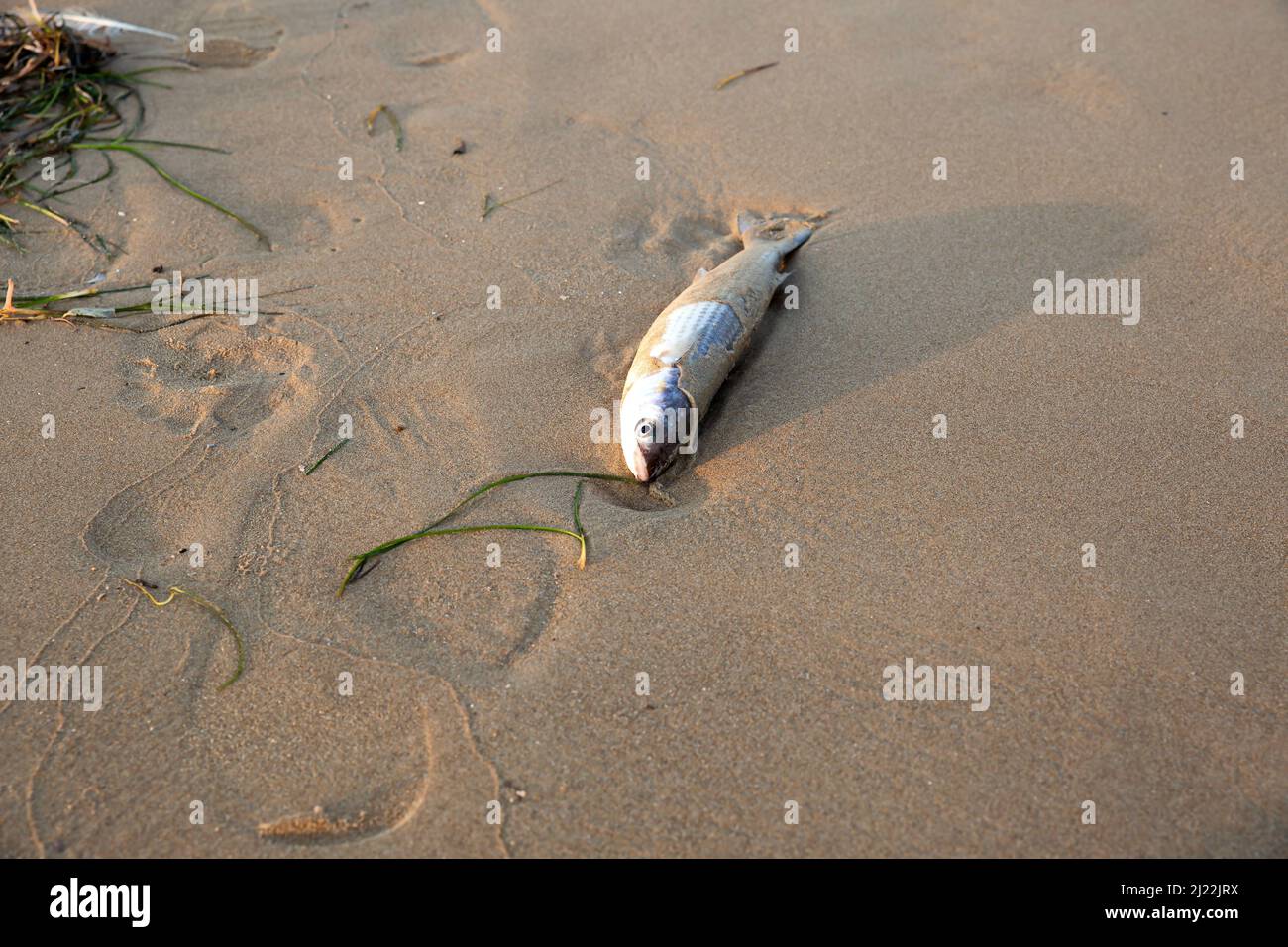 dead fish under the sun on the beach shore Stock Photo - Alamy