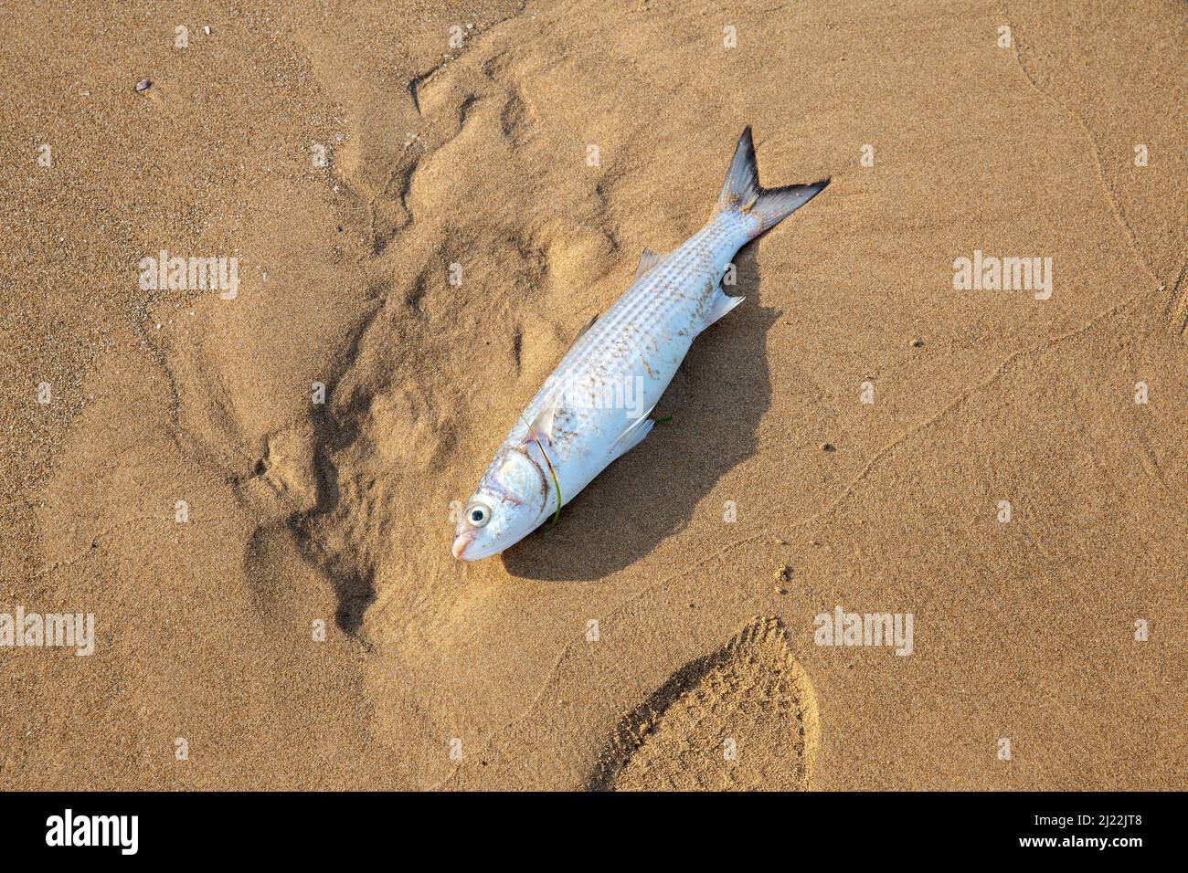 dead fish under the sun on the beach shore Stock Photo - Alamy