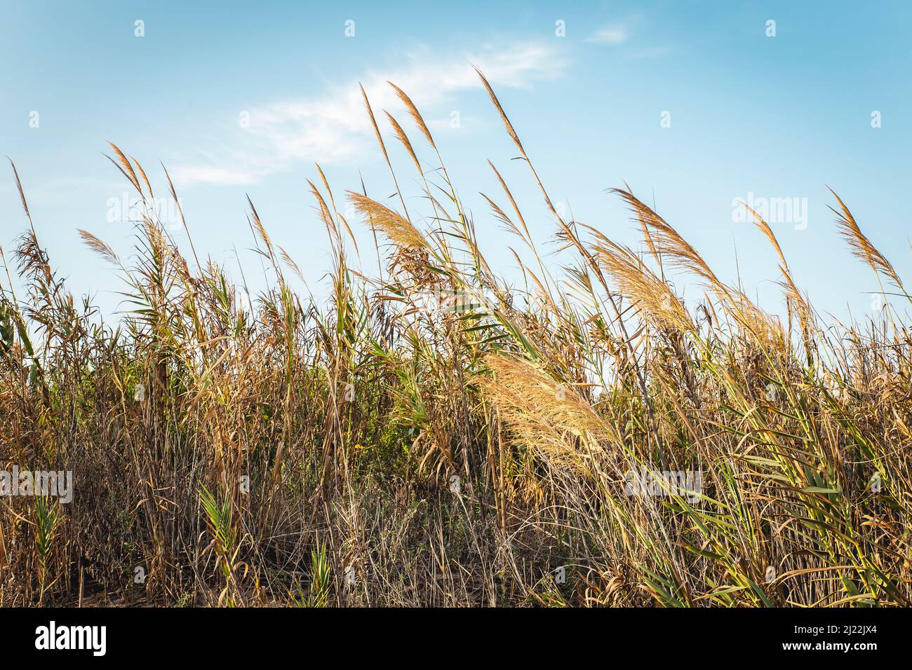 Reeds field hi-res stock photography and images - Alamy