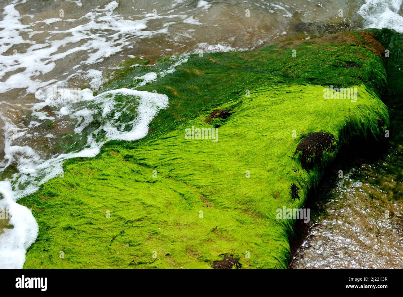 Algae deposit hi-res stock photography and images - Alamy