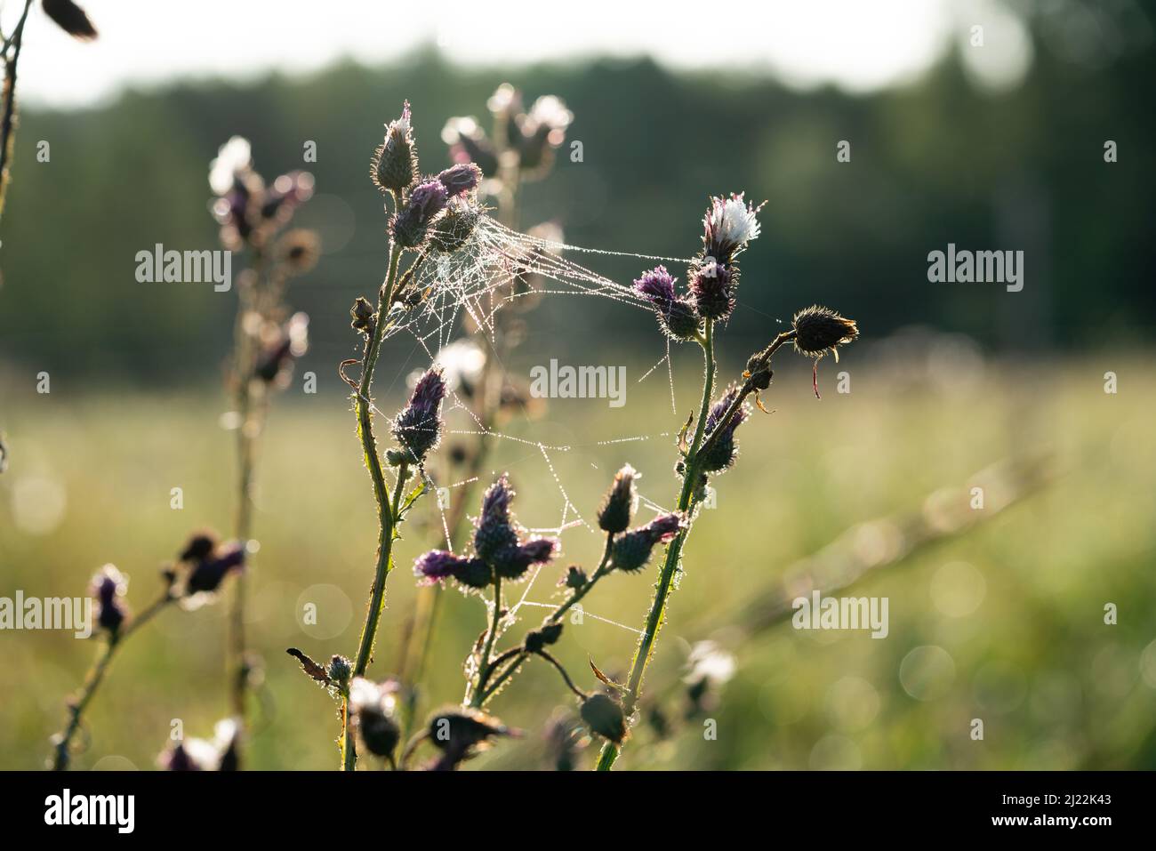 Cobweb on stem of flower hi-res stock photography and images - Alamy