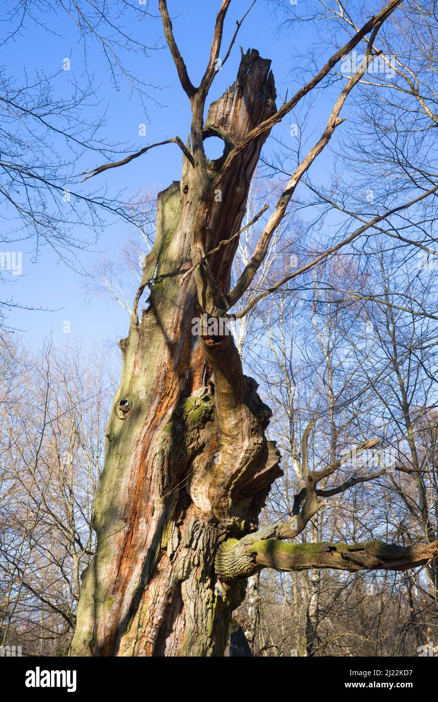 Kelo tree hi-res stock photography and images - Alamy