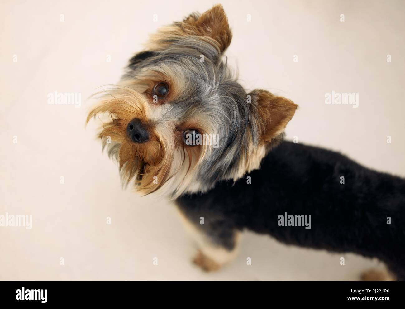 Portrait adorable yorkie shot hi-res stock photography and images - Alamy