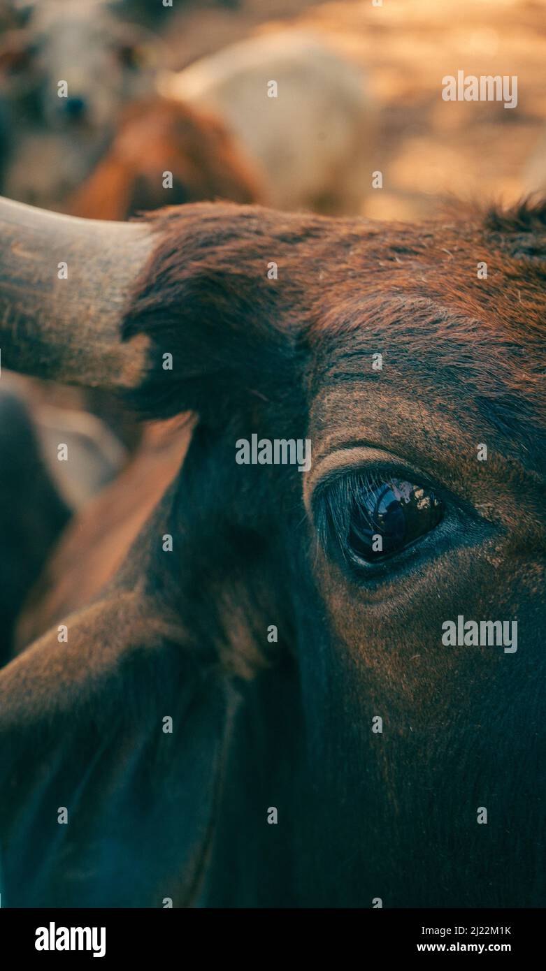 Bull's eye cow hi-res stock photography and images - Alamy