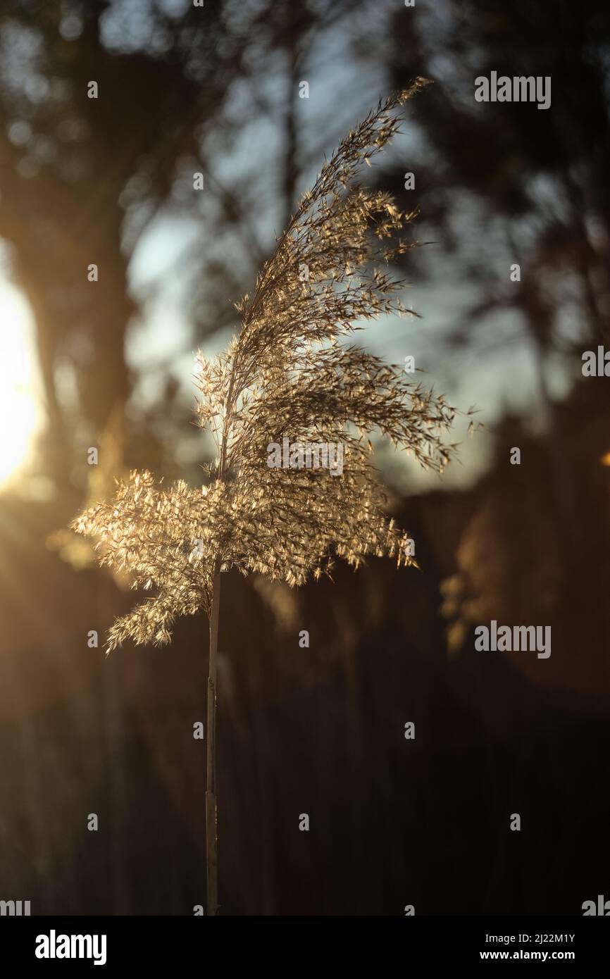 Tall grass field hi-res stock photography and images - Alamy
