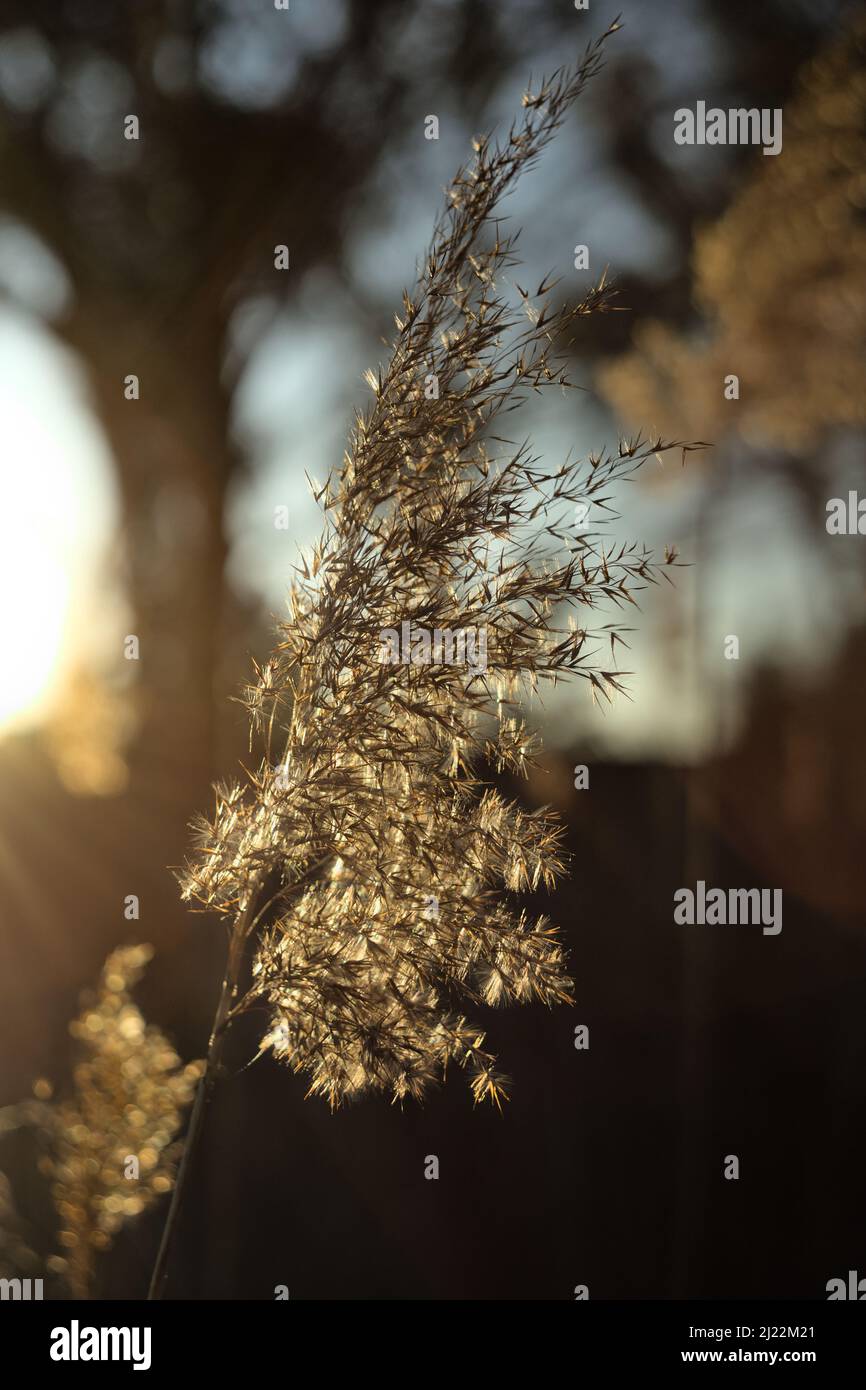 Dried tall grass in a late afternoon sunlight of early spring, vintage ...