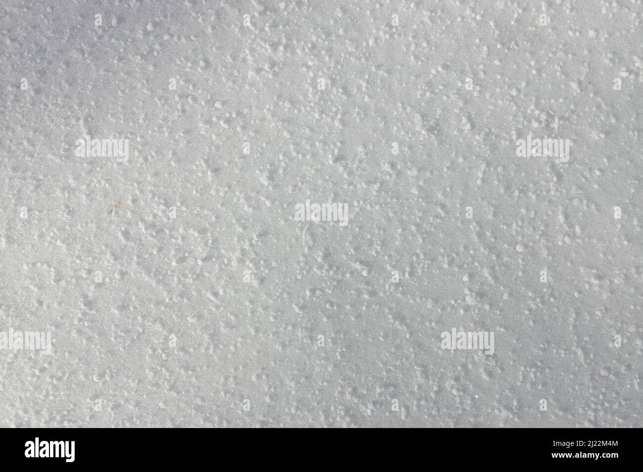 Close up of Graupel Snow pellets, formed when supercooled water ...