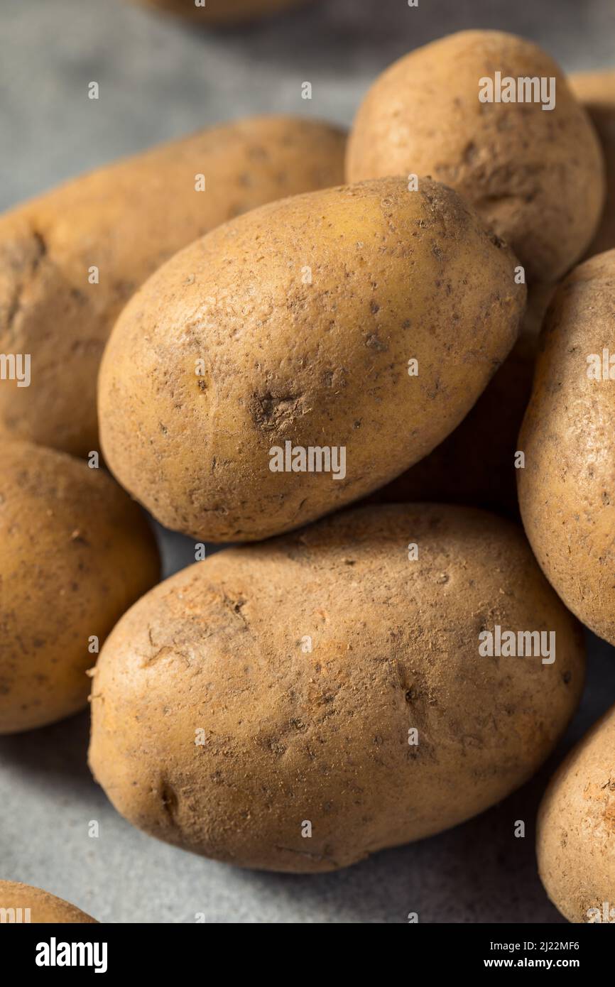 Raw Organic Russet Potatoes in a Bunch Stock Photo - Alamy