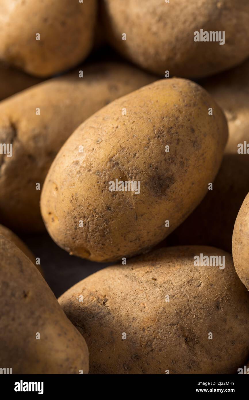 Raw Organic Russet Potatoes in a Bunch Stock Photo - Alamy