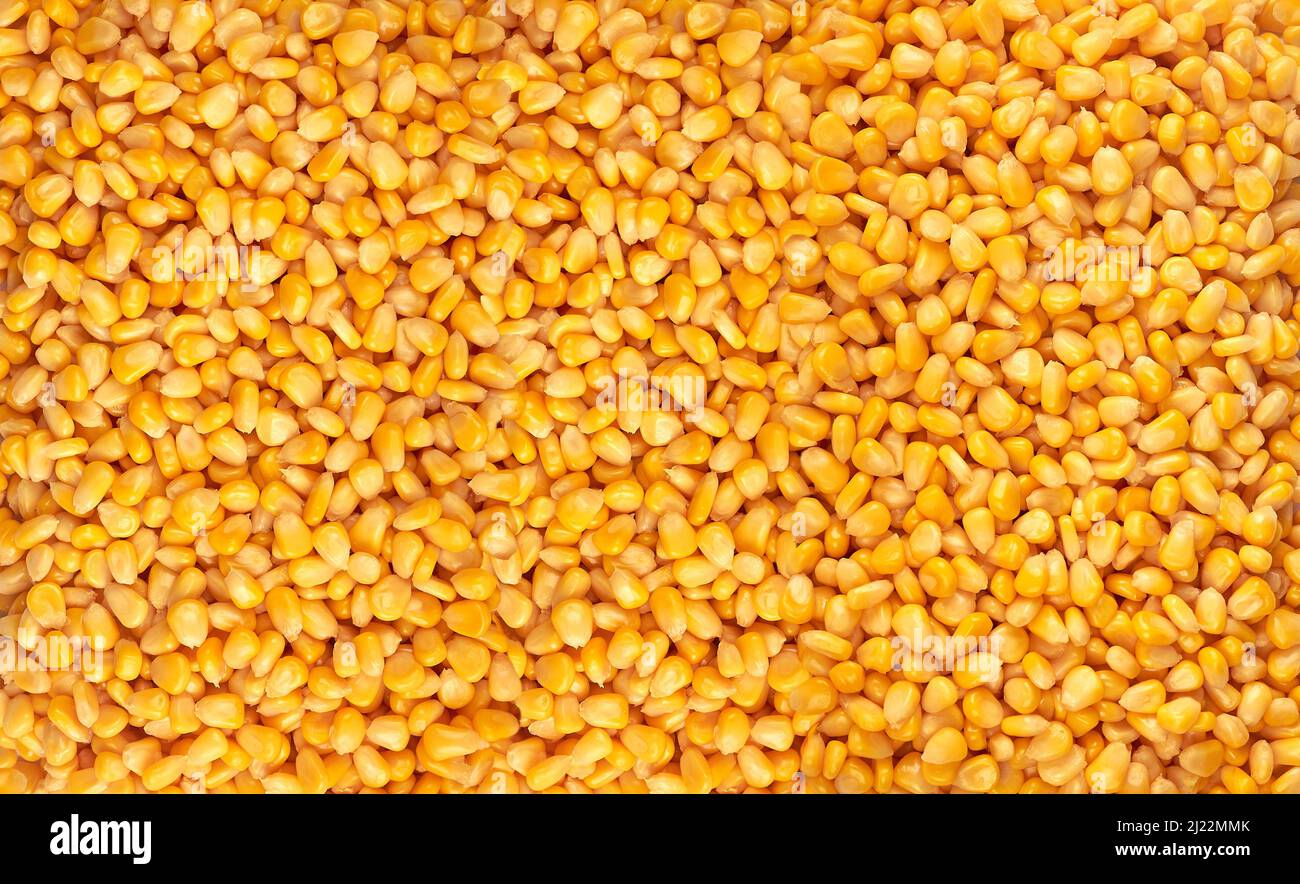 A beautiful background of ripe maize kernels, husked from corn cob ...