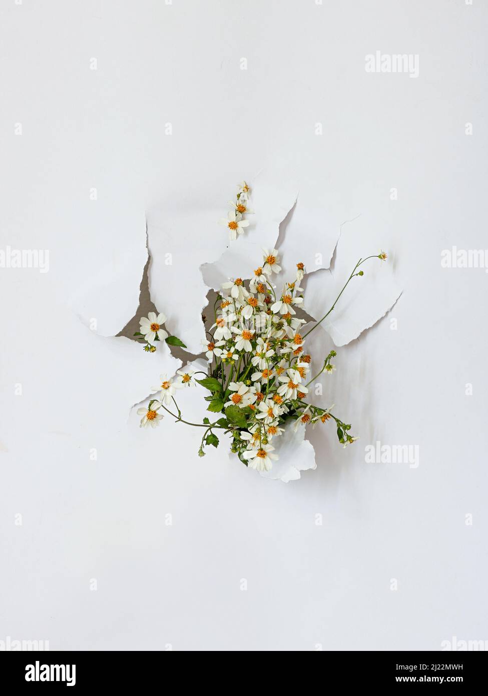 A vertical close up shot of a flower coming out of a torn white paper ...
