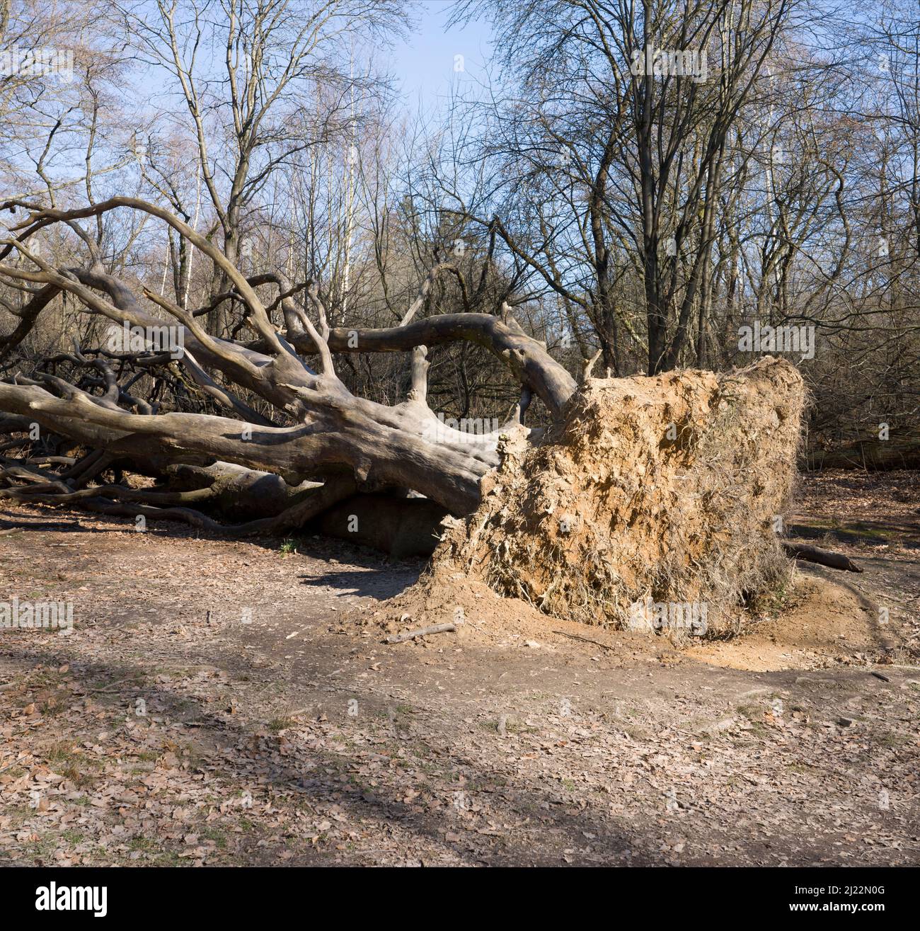 Remains of fallen tree hi-res stock photography and images - Alamy