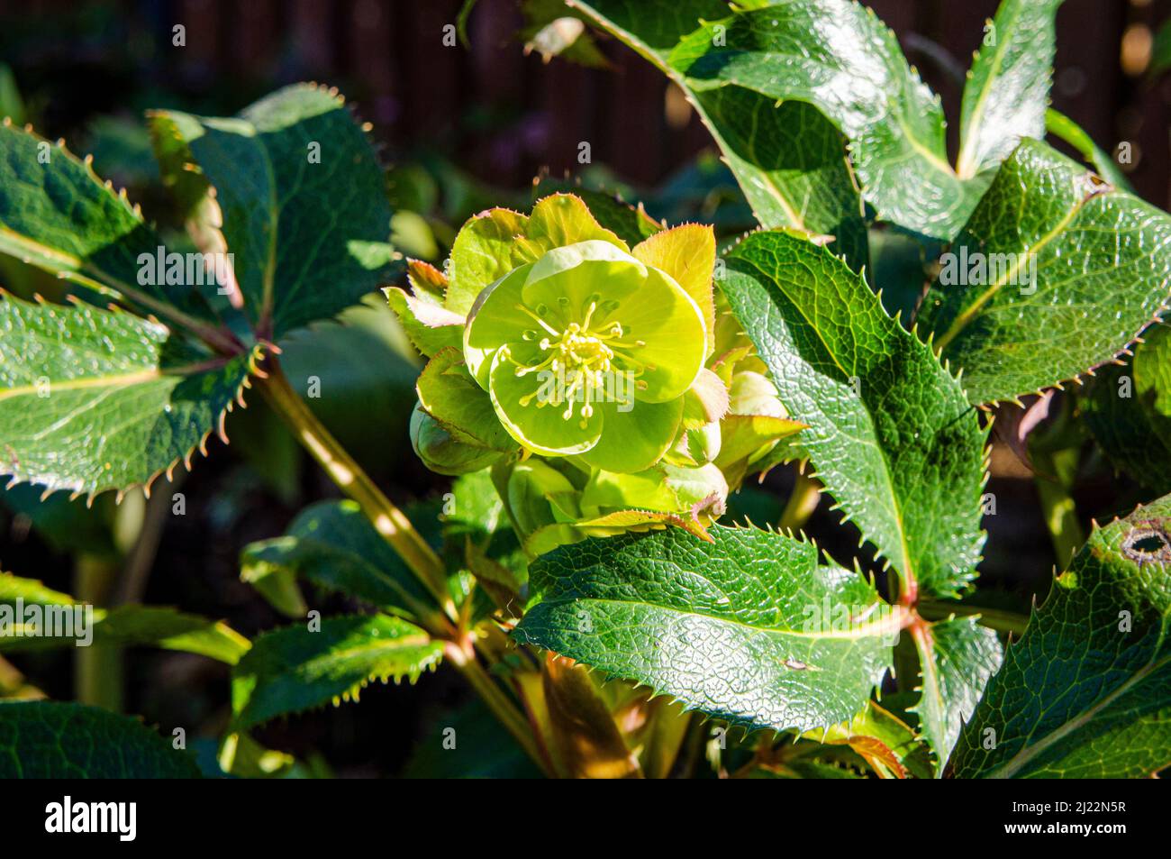 Corsican Hellebore, Helleborus argutifolius (syn. trifolius, corsicus ...