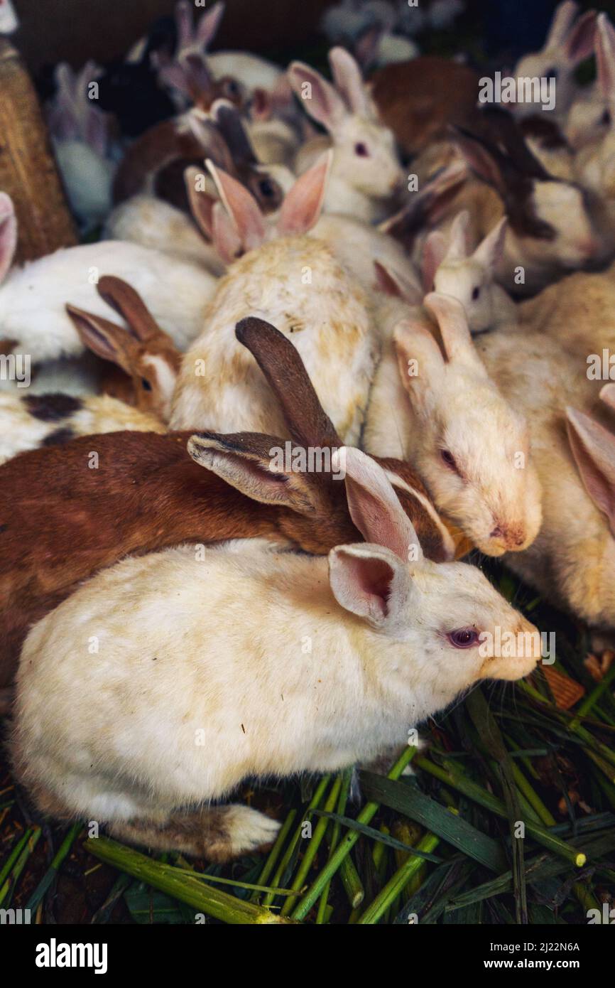 Many rabbits hi-res stock photography and images - Alamy