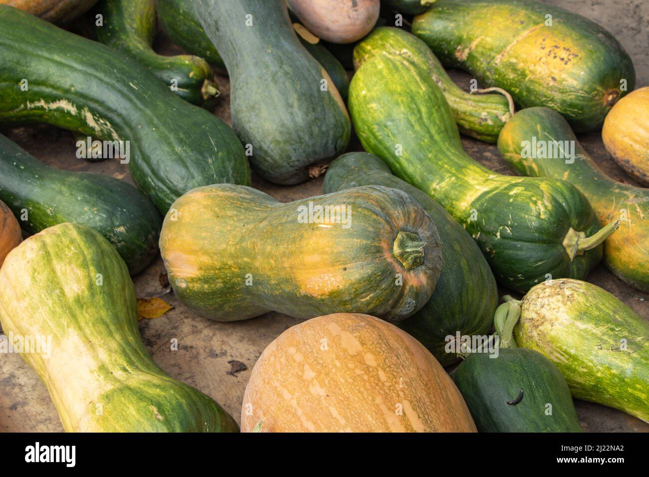 Pumpkin (Cucurbita pepo) in vegetable garden Stock Photo - Alamy