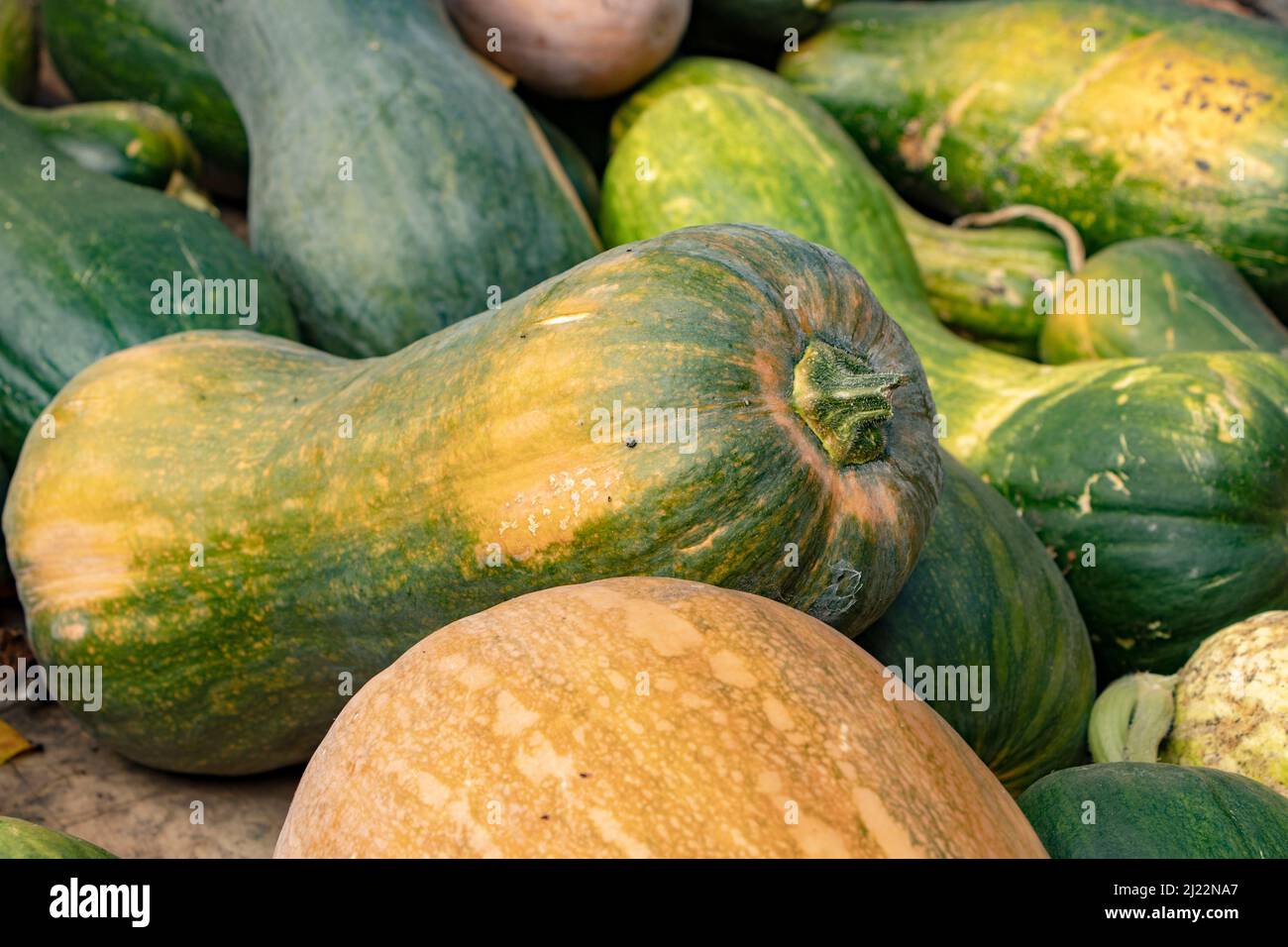 Pumpkin (Cucurbita pepo) in vegetable garden Stock Photo - Alamy