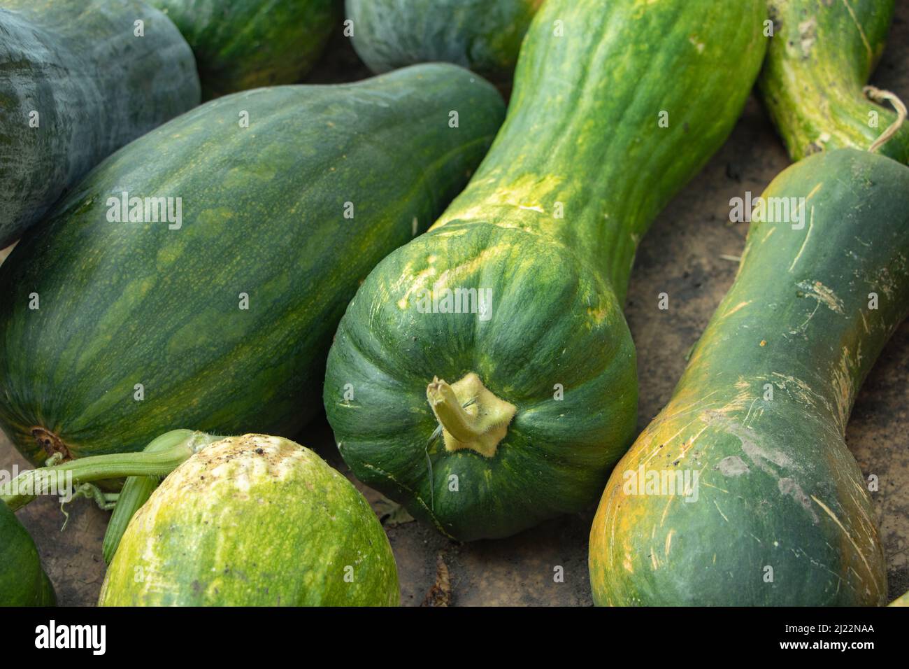 Pumpkin (Cucurbita pepo) in vegetable garden Stock Photo - Alamy