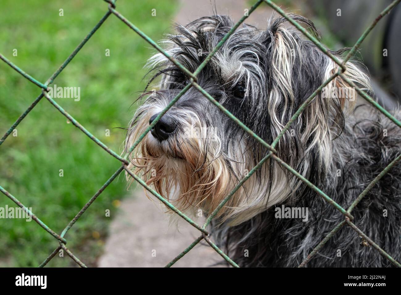 Zwergschnauzer. Sad eyes of a dog behind bars close up. A dog at an ...