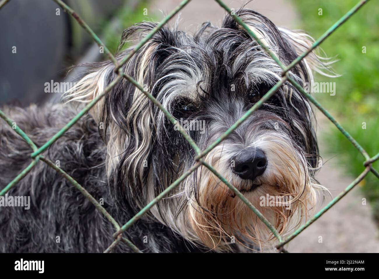 Zwergschnauzer. Sad eyes of a dog behind bars close up. A dog at an ...