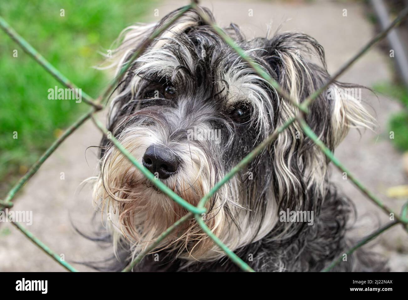 Zwergschnauzer. Sad eyes of a dog behind bars close up. A dog at an ...