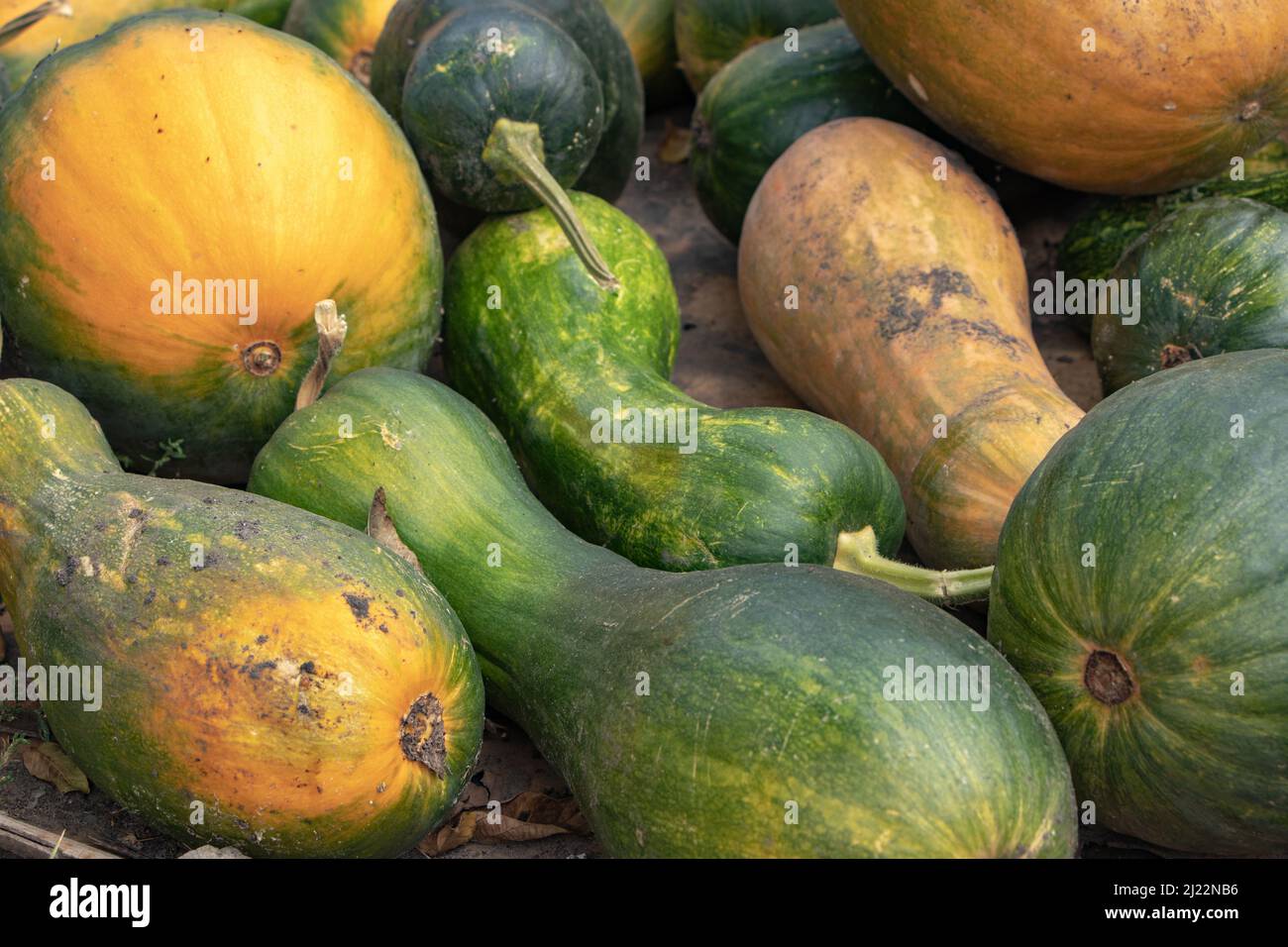 Pumpkin (Cucurbita pepo) in vegetable garden Stock Photo - Alamy