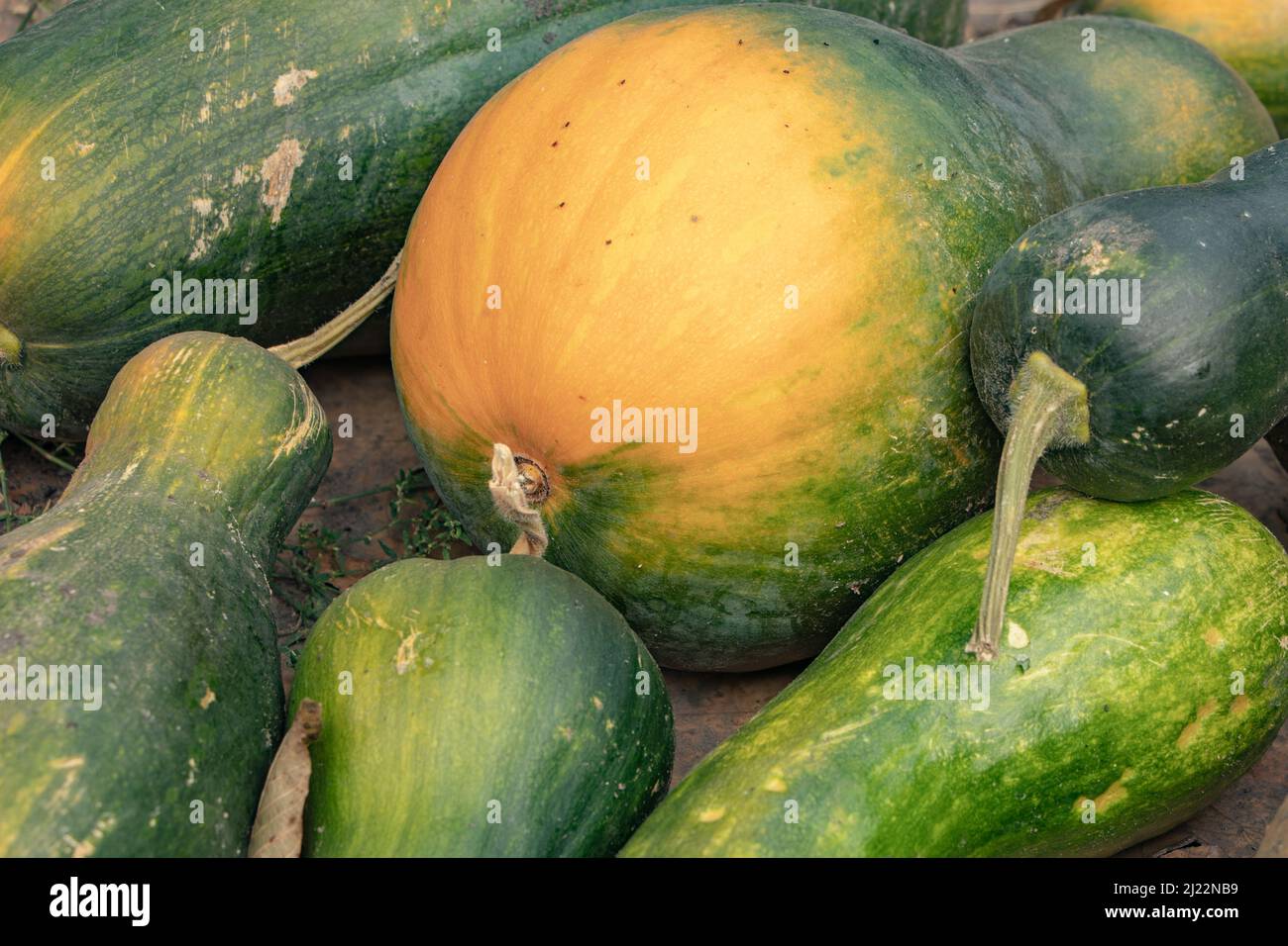 Pumpkin (Cucurbita pepo) in vegetable garden Stock Photo - Alamy