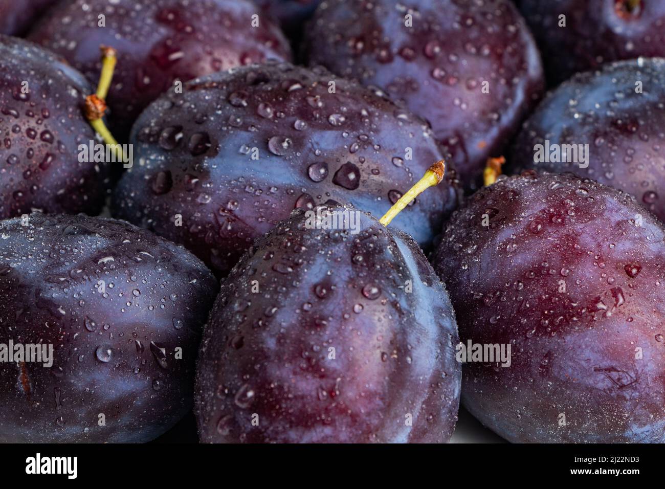 Plums with drops. background of beautiful home plums Stock Photo - Alamy