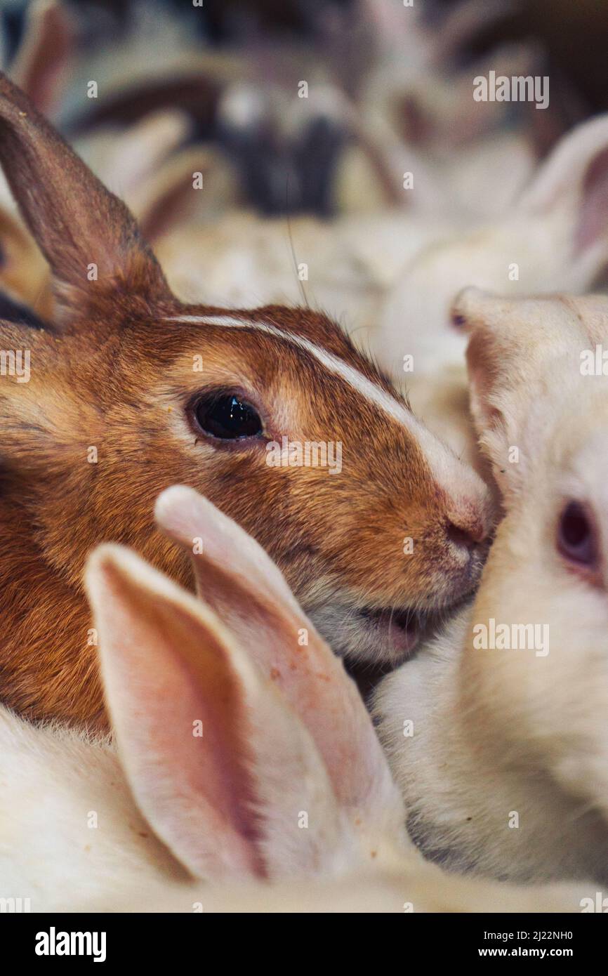 A vertical closeup shot of a brown rabbit's face next to a white one ...
