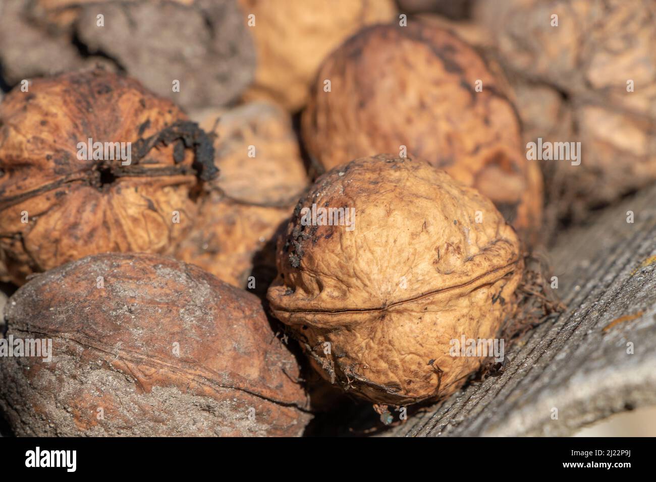 Ripe and unripe walnuts on the tree stump. Fruits of a walnut. Dry ...