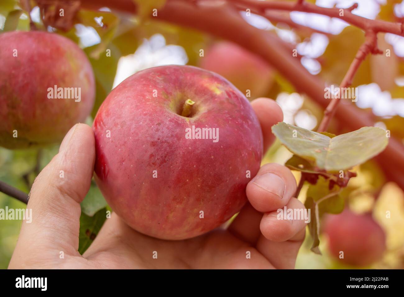 Hand picking an apple in the garden Stock Photo - Alamy