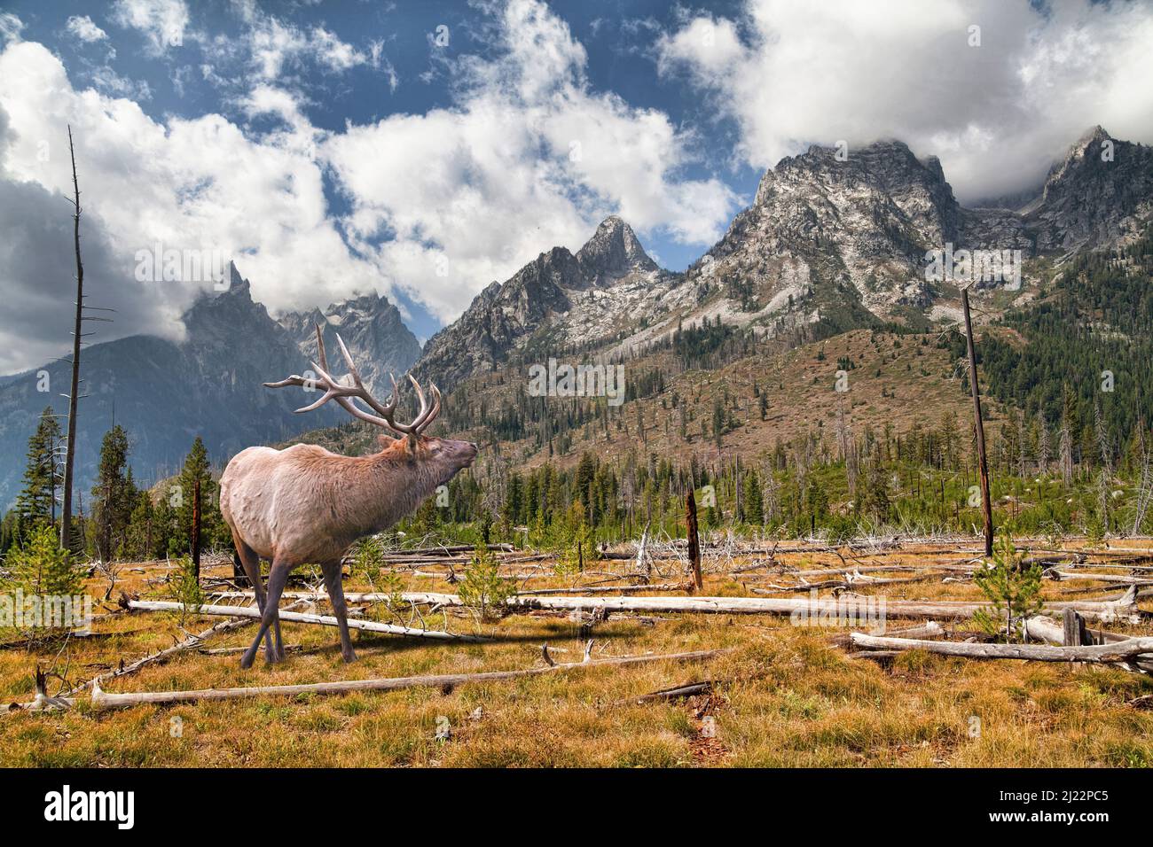 Elk - Grand Tetons Stock Photo - Alamy