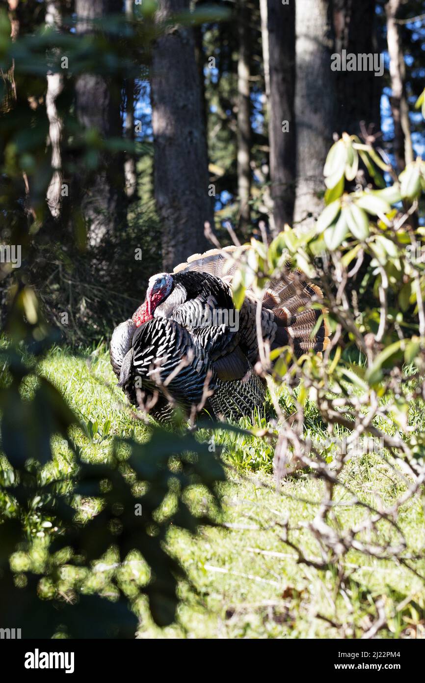 A large puffed up male wild turkey, in Eugene, Oregon Stock Photo - Alamy