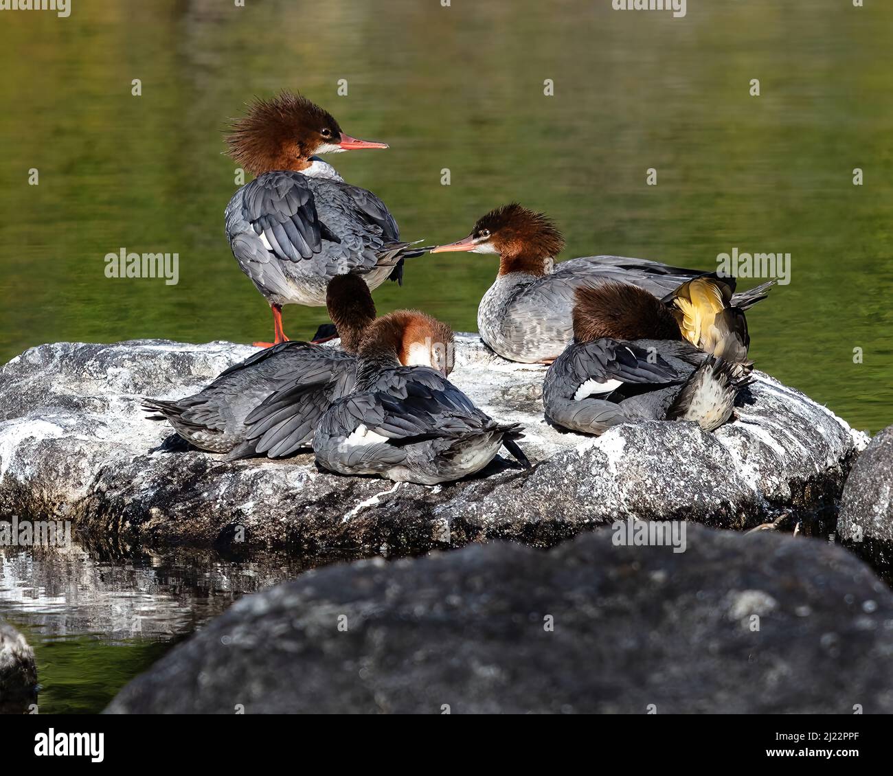 Redhead duck hi-res stock photography and images - Alamy