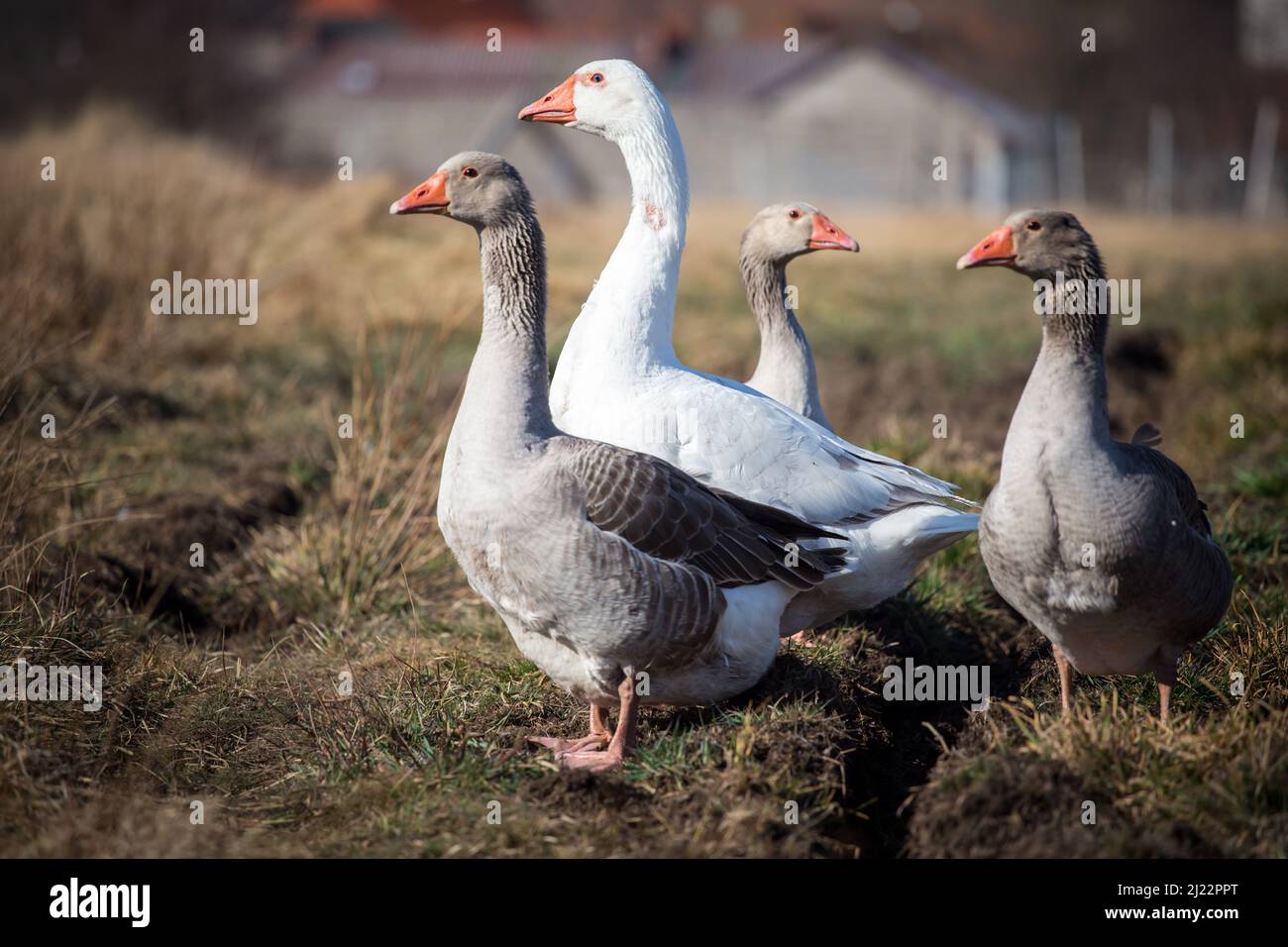Flock of geese, geese family of the breed 'Österreichische Landgans ...