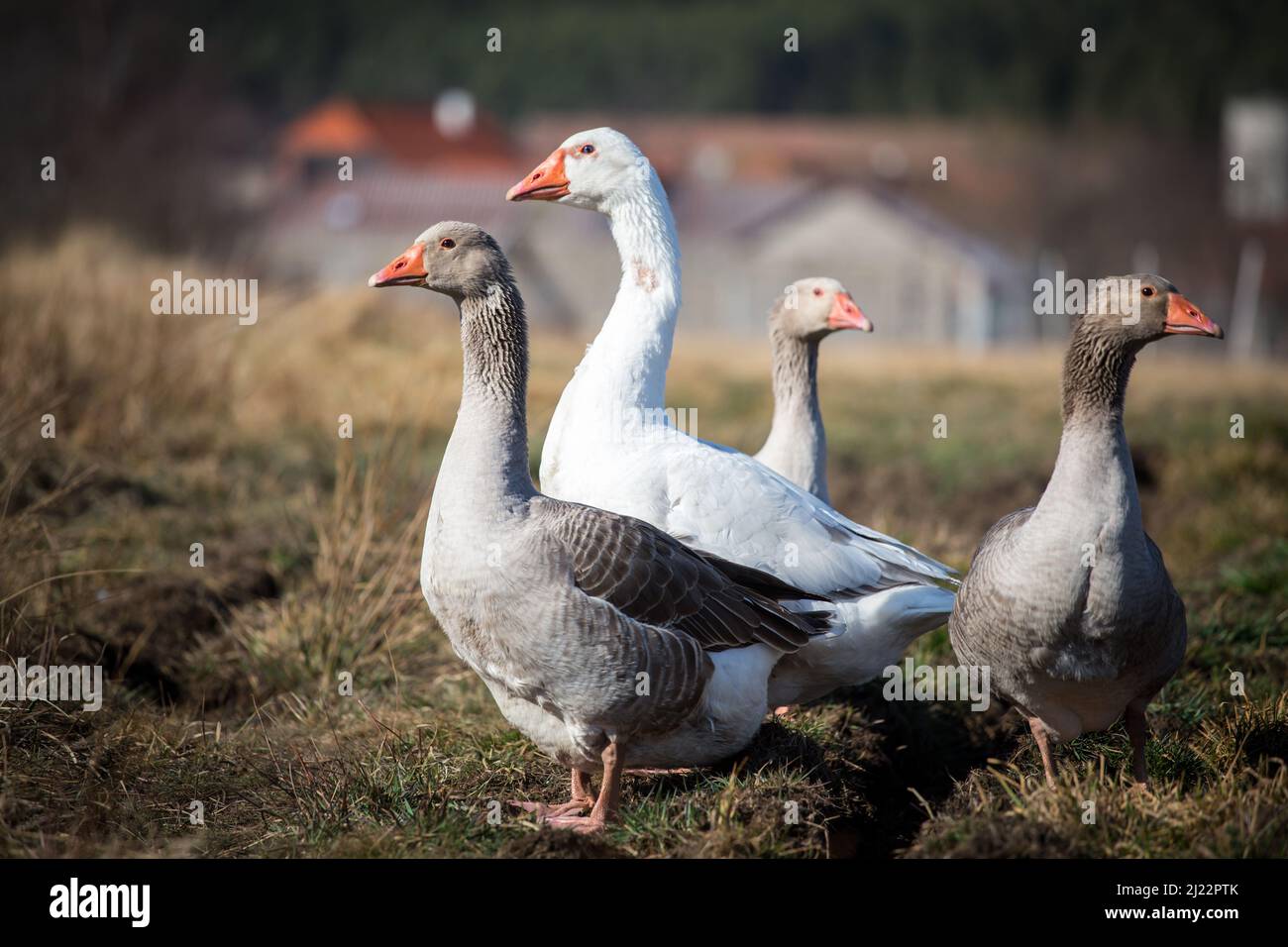 Flock of geese, geese family of the breed 'Österreichische Landgans ...