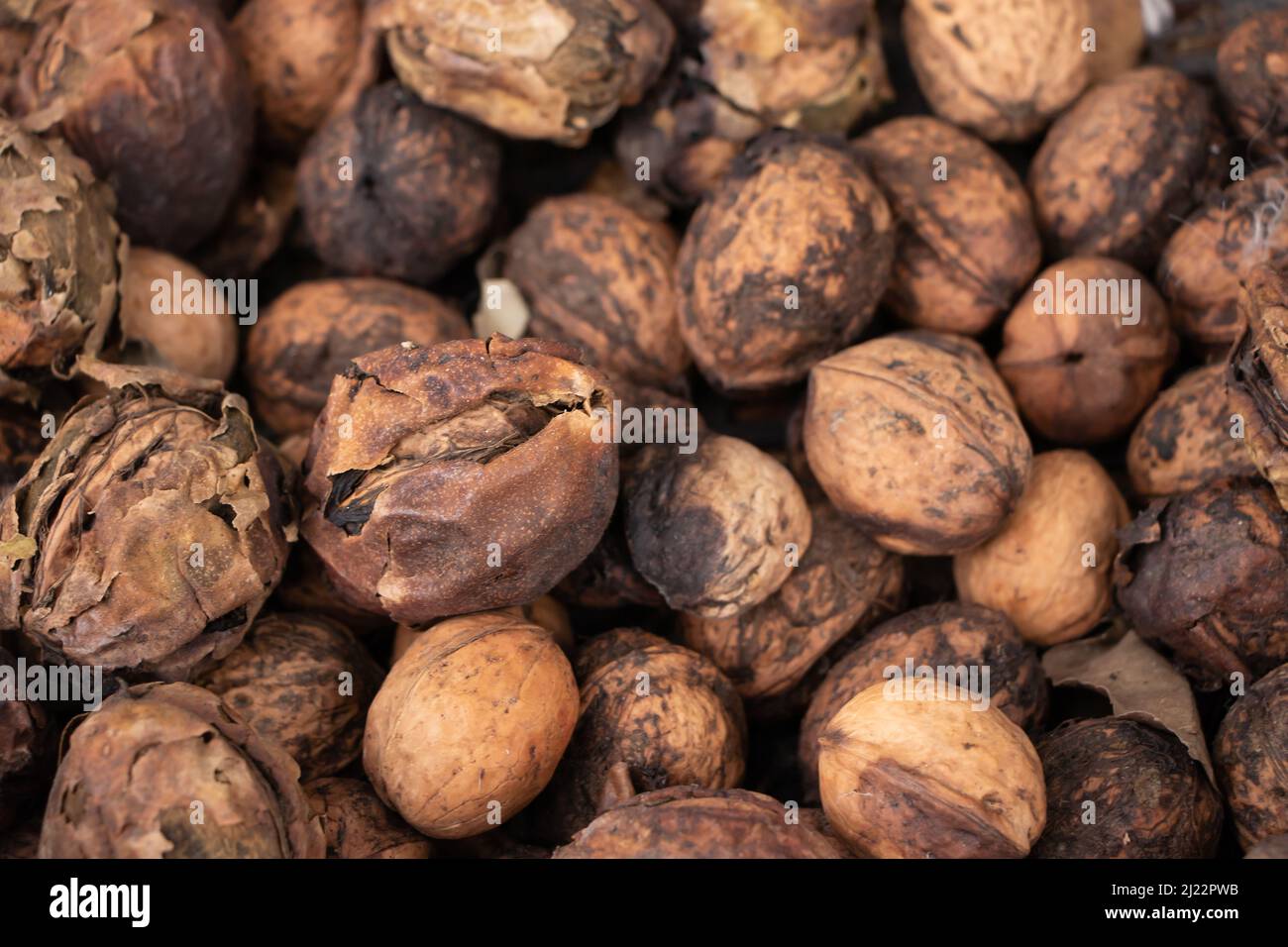 Ripe and unripe walnuts on the tree stump. Fruits of a walnut. Dry ...