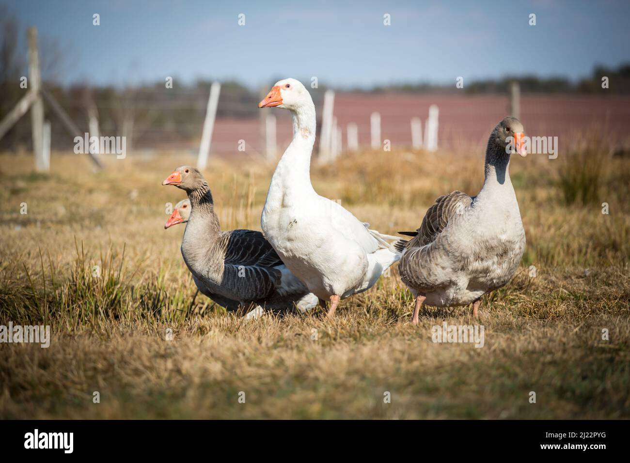 Flock of geese, geese family of the breed 'Österreichische Landgans ...