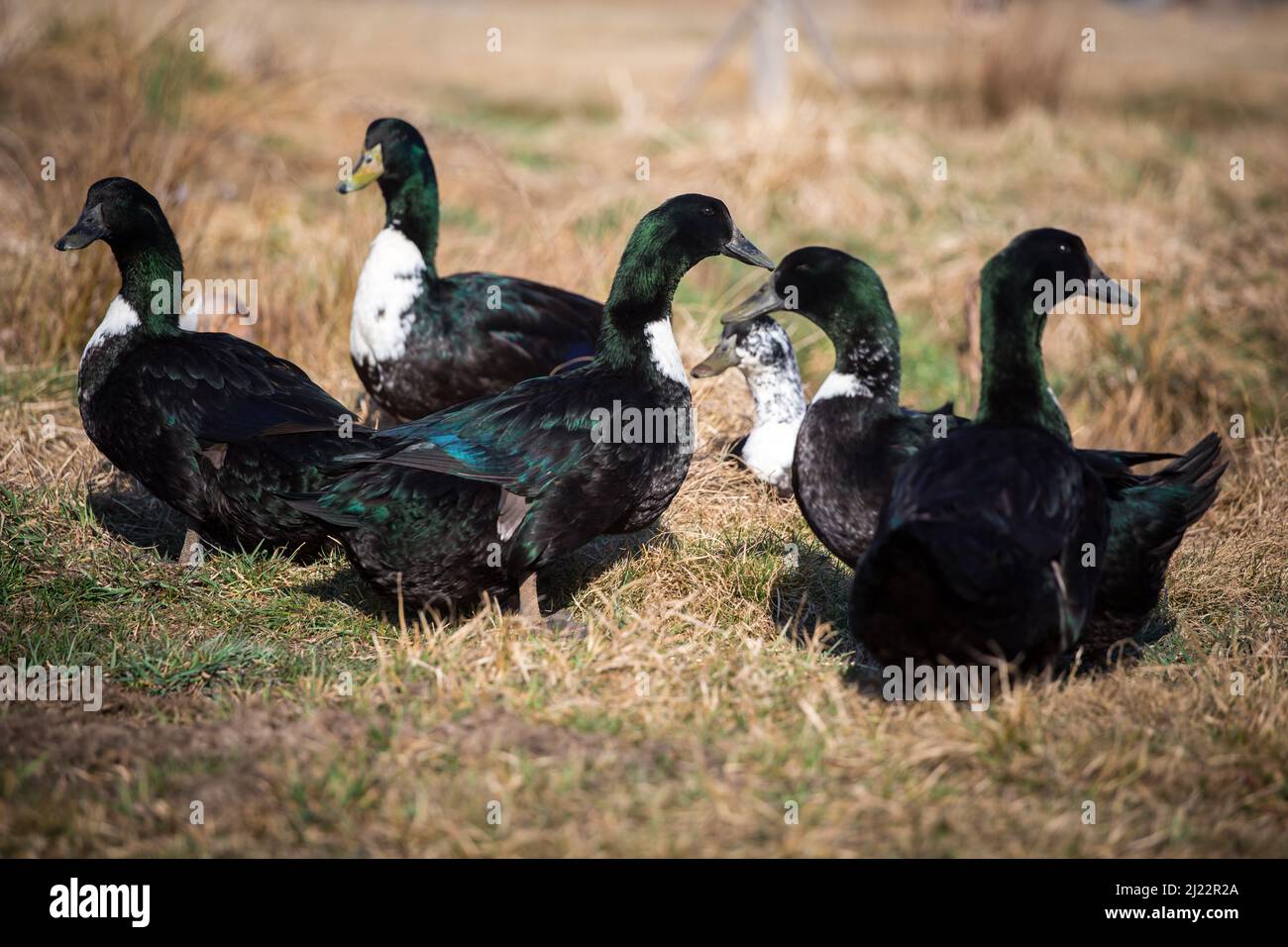 Pommeranian ducks, an endangered duck breed from Germany (Pommernenten ...