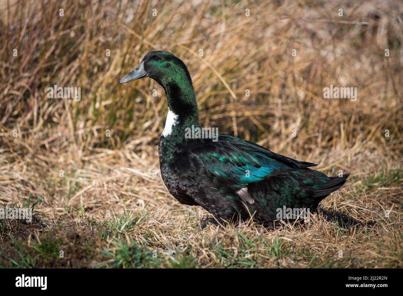 Pommeranian duck, an endangered duck breed from Germany (Pommernente ...