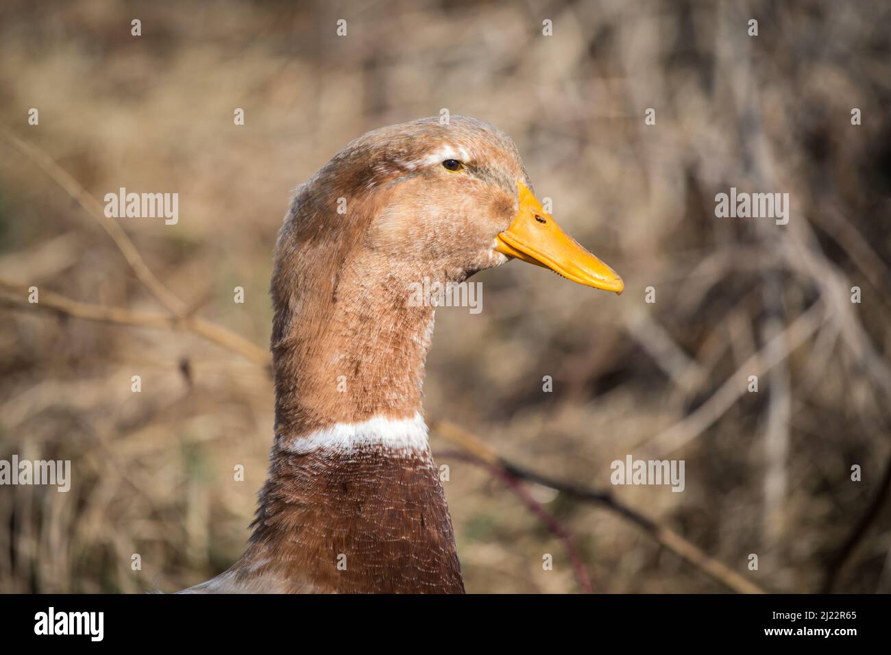 Saxony duck female, a duck breed from Germany Stock Photo - Alamy