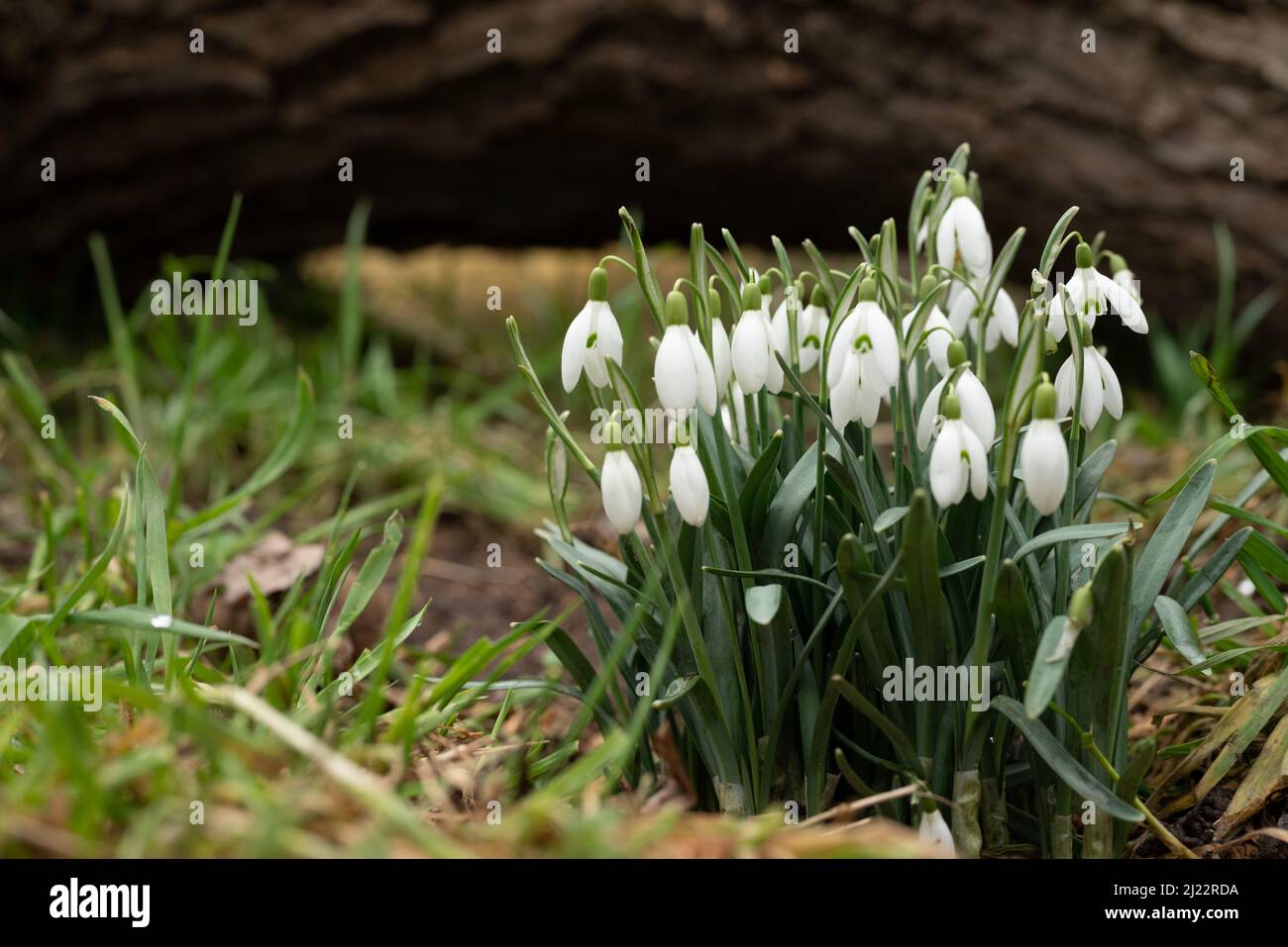 The snowdrop bouquet - a sign of spring Stock Photo - Alamy