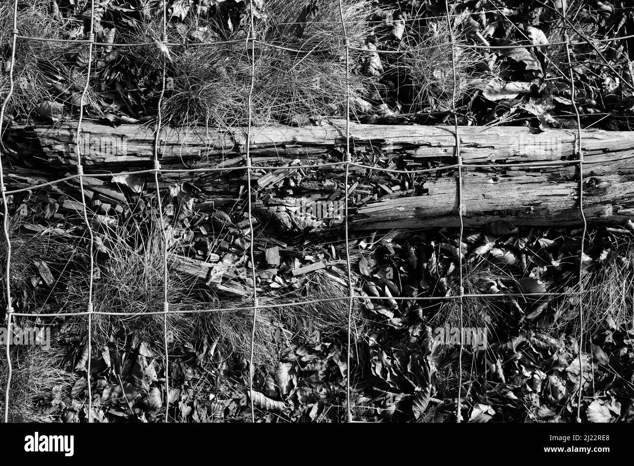 closeup of rotten wooden fence post lying on the ground after falling ...