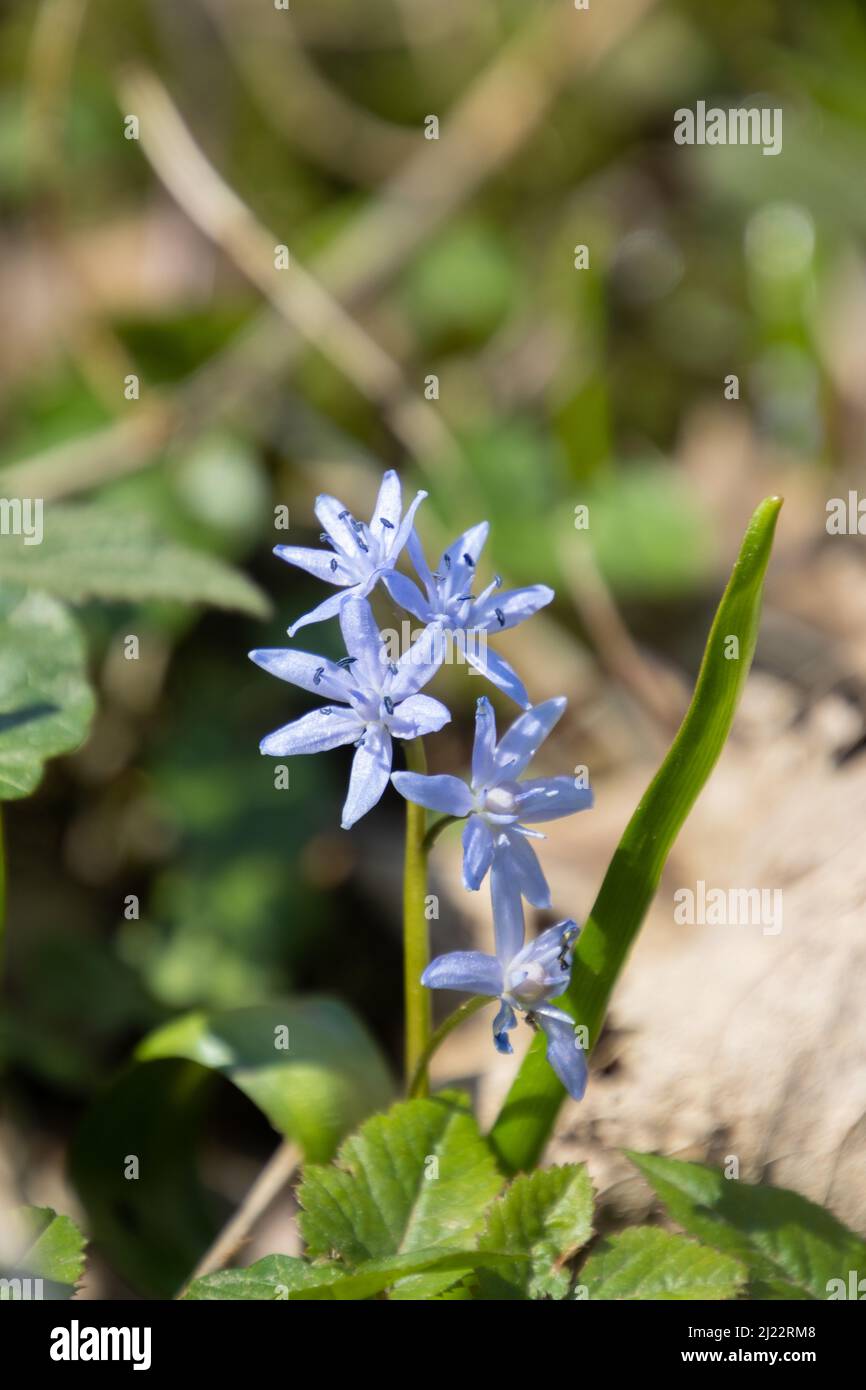 Scilla bifolia blue flower hi-res stock photography and images - Alamy