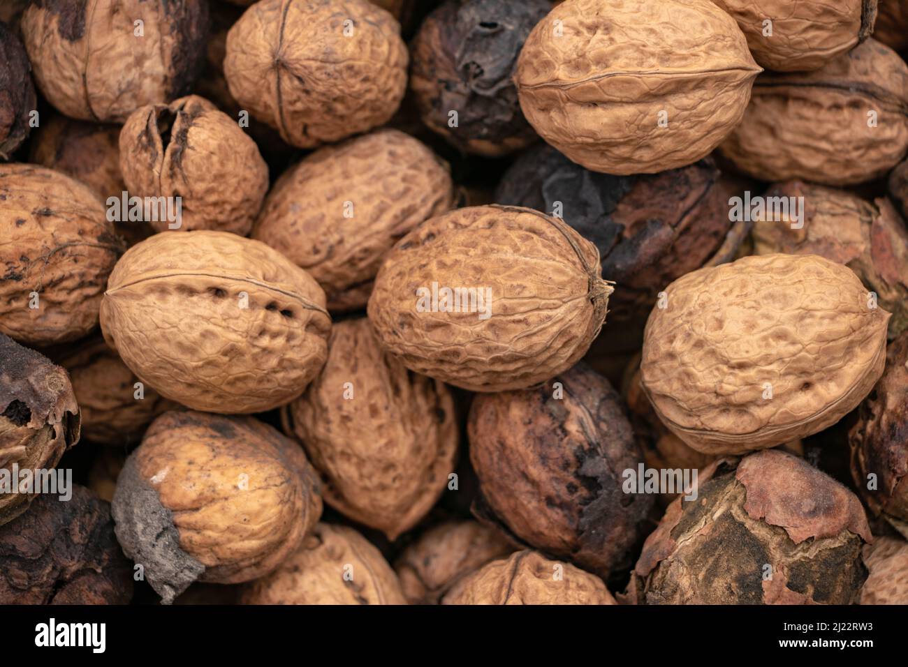 Natural walnut background pattern texture. Natural food in-shell nuts ...