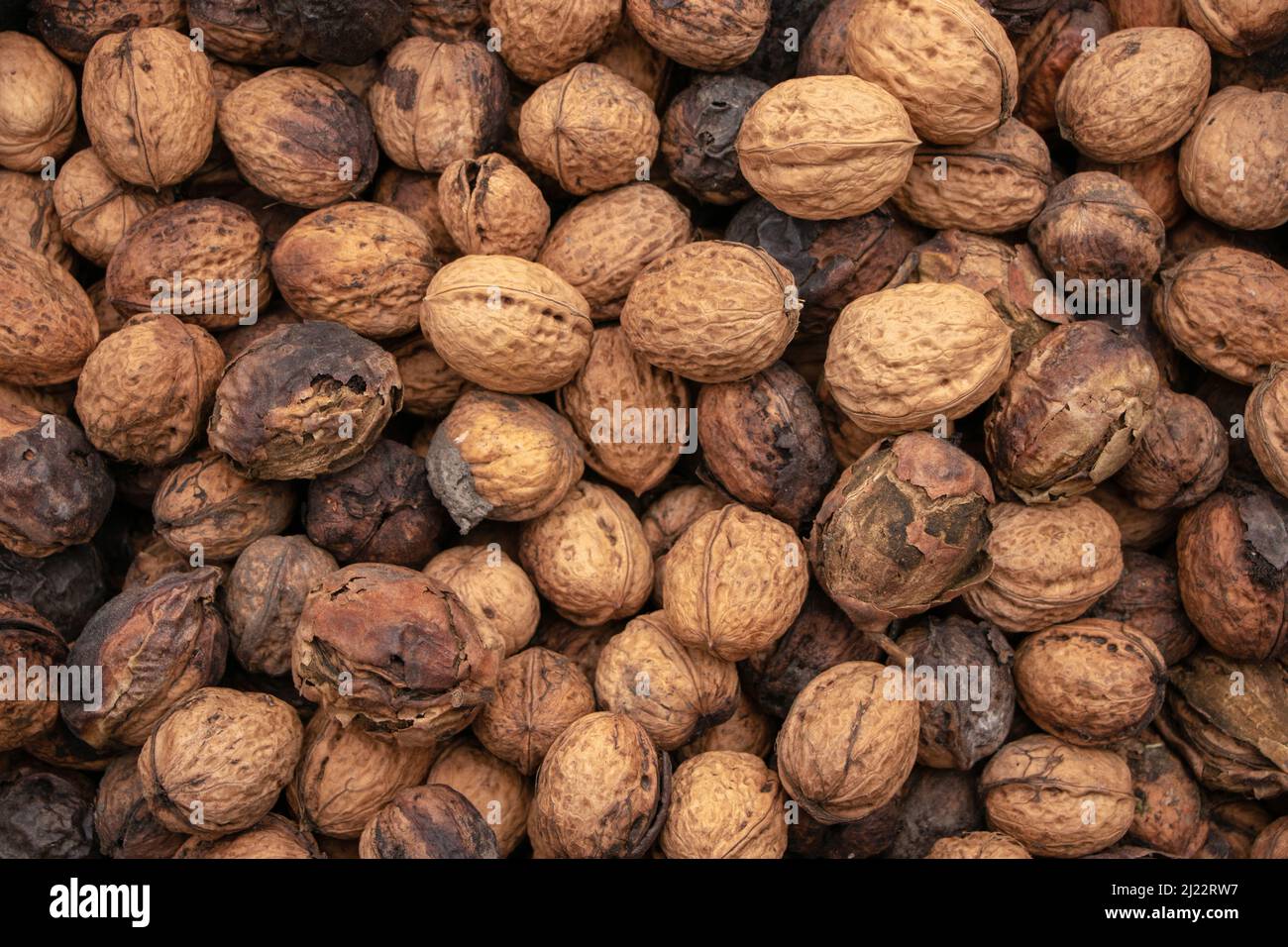 Natural walnut background pattern texture. Natural food in-shell nuts ...