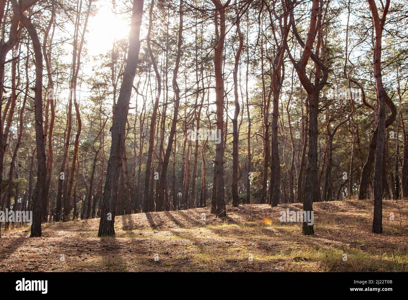 Beautiful morning scene in the forest with sun rays and long shadows ...