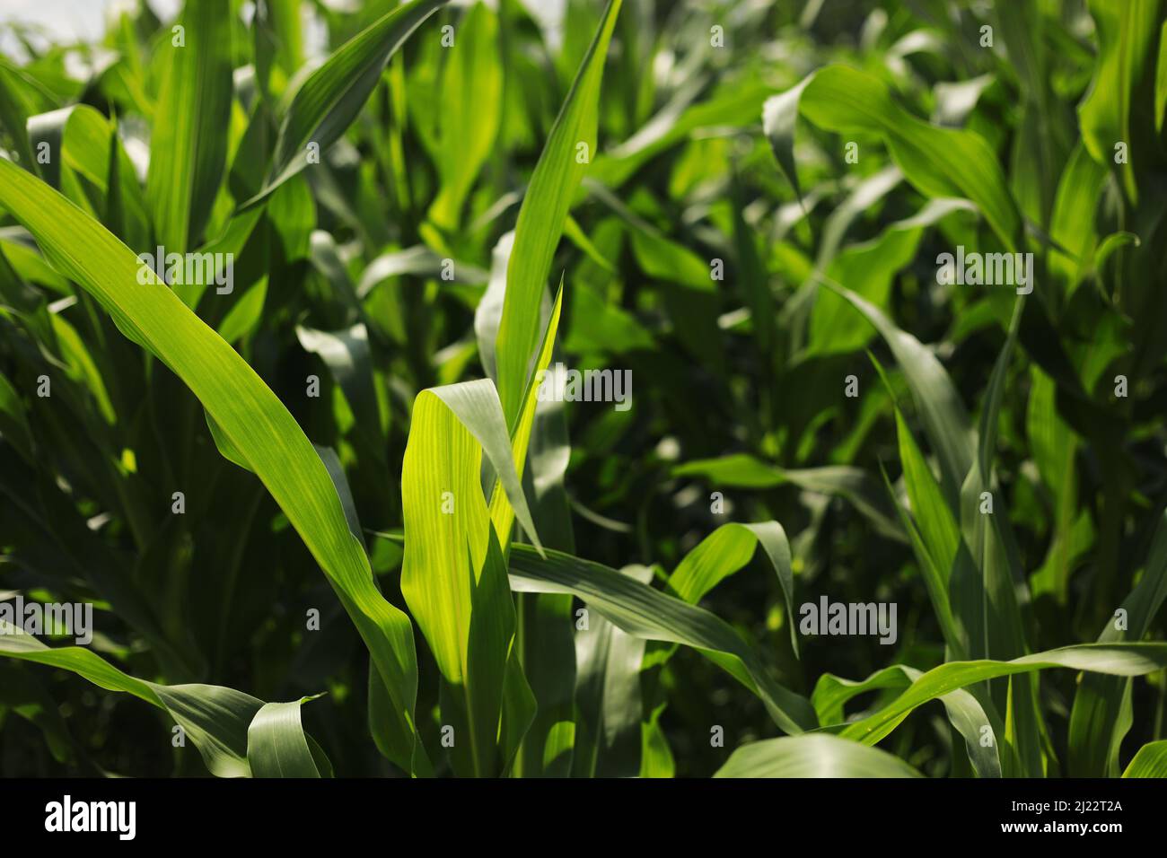 Corn field agriculture. Green nature. Rural farm land in summer. Plant ...